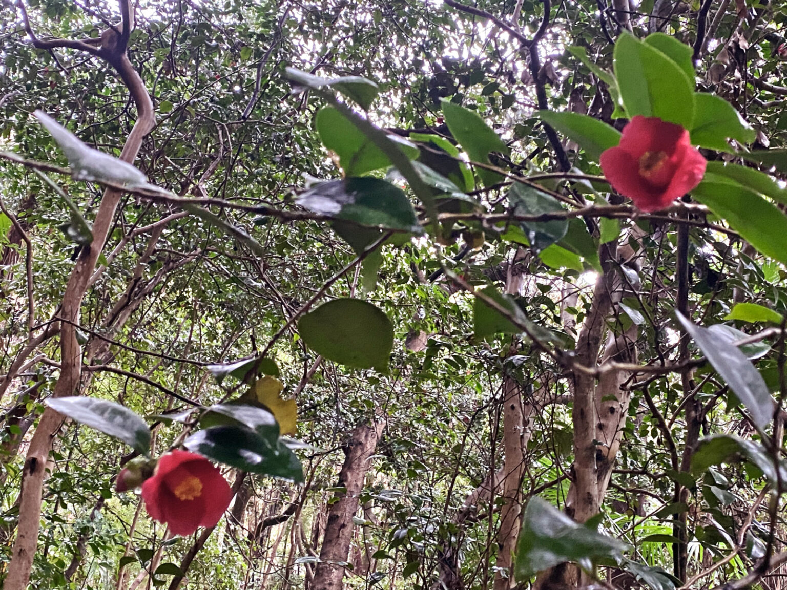 元宇品の椿 – AWL Action